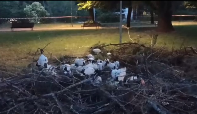 Ibis sacri a Novara, nuove proteste dopo l’intervento alla colonia ...